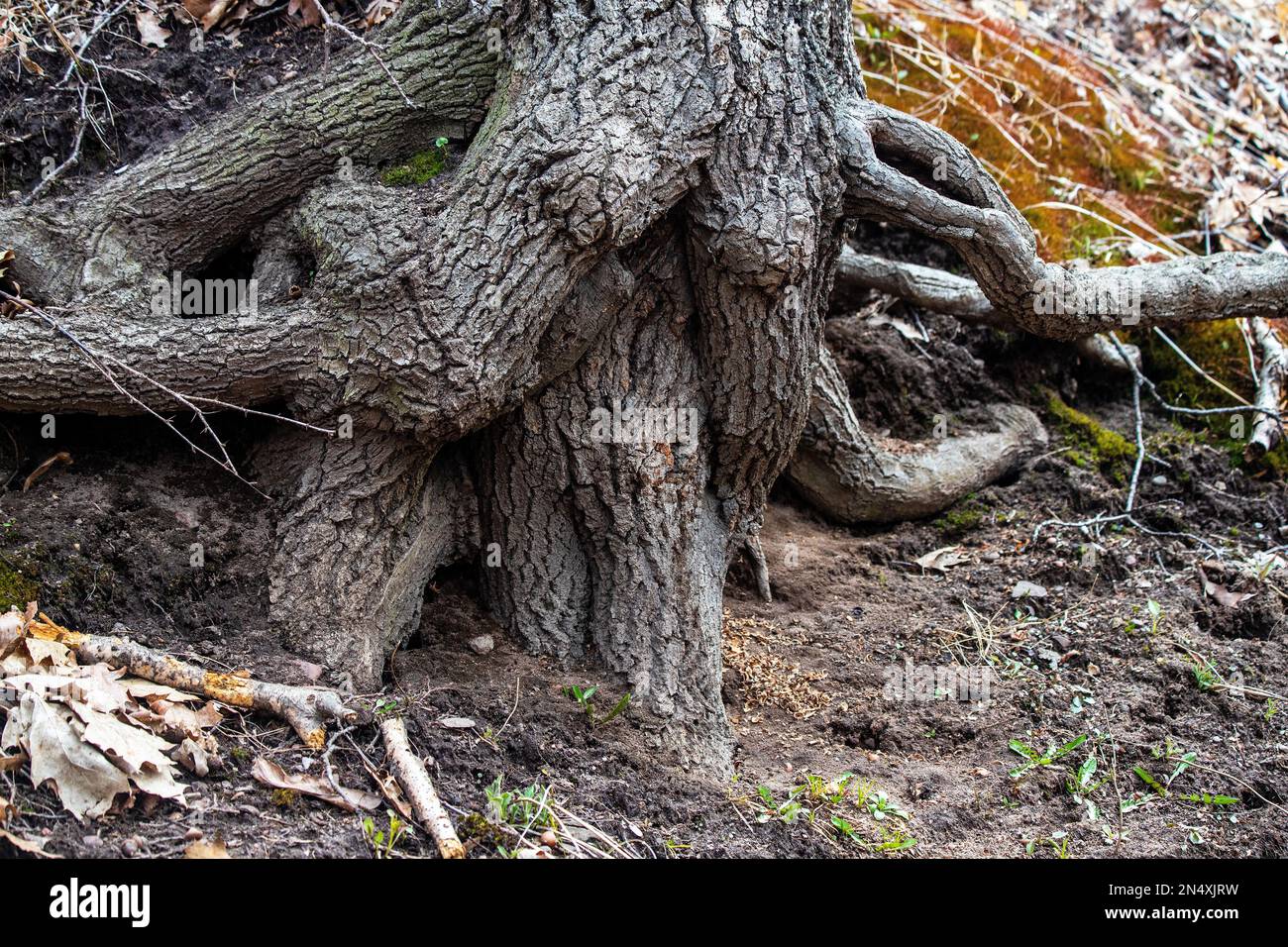 Interesting and unusual tree roots hanging onto a steep bank on the ...