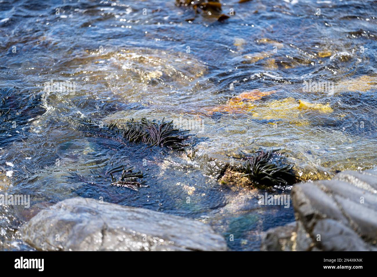 Seaweed and bull kelp growing on rocks in the ocean in australia. Waves ...