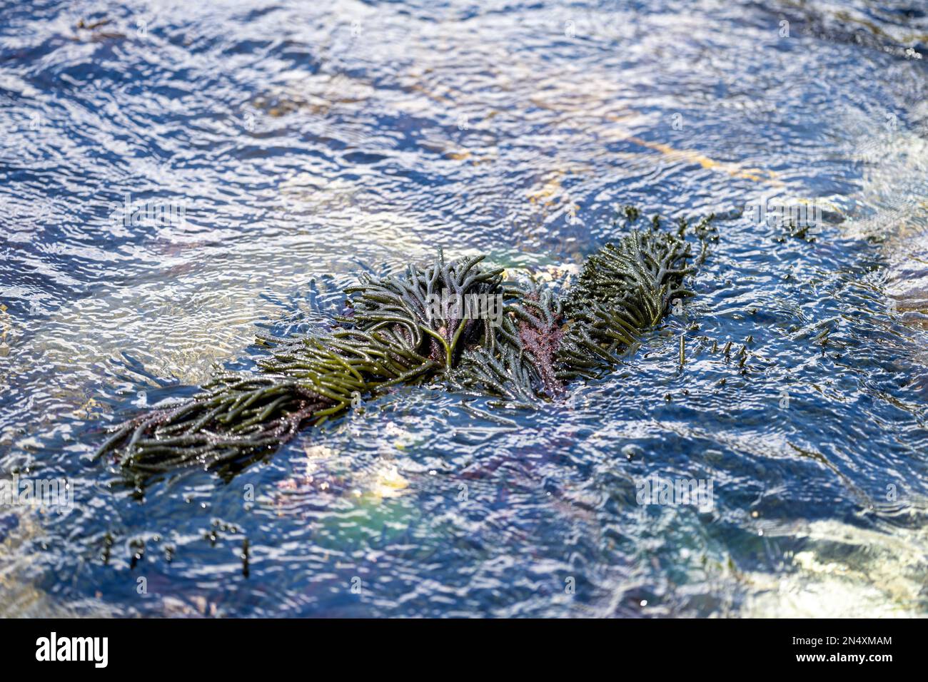 Seaweed and bull kelp growing on rocks in the ocean in australia. Waves ...