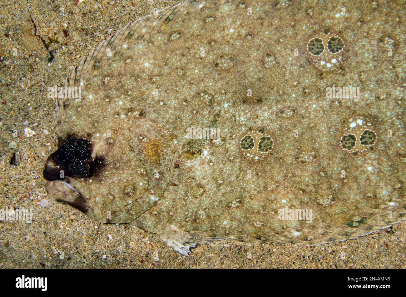 Ocellated Flounder, Pseudorhombus dupliciocellatus, camouflaged on sand ...