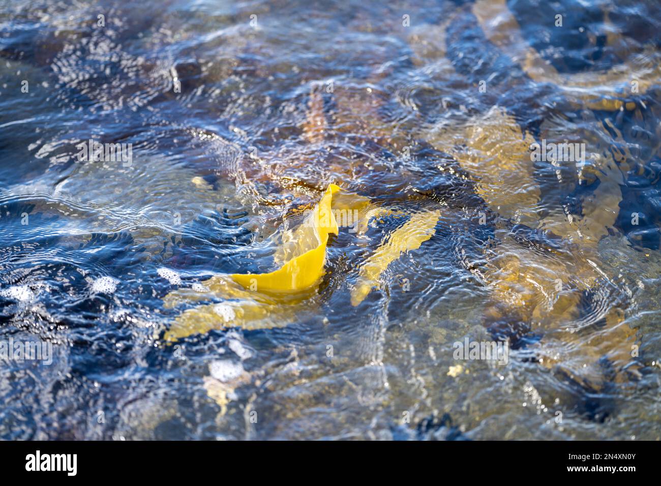 Seaweed and bull kelp growing on rocks in the ocean in australia. Waves ...