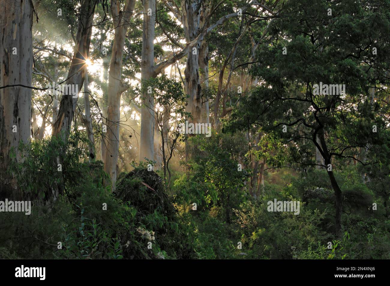Karri trees australia western australia hi-res stock photography and ...