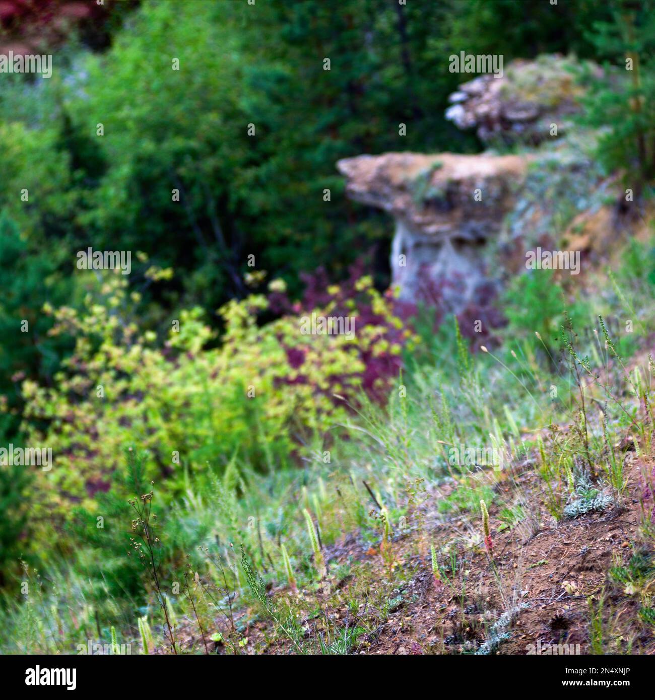 Wild cacti and the succulents are growing in the forest on a mountain ...