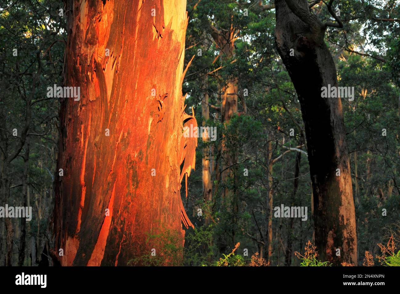 Karri trees australia western australia hi-res stock photography and ...