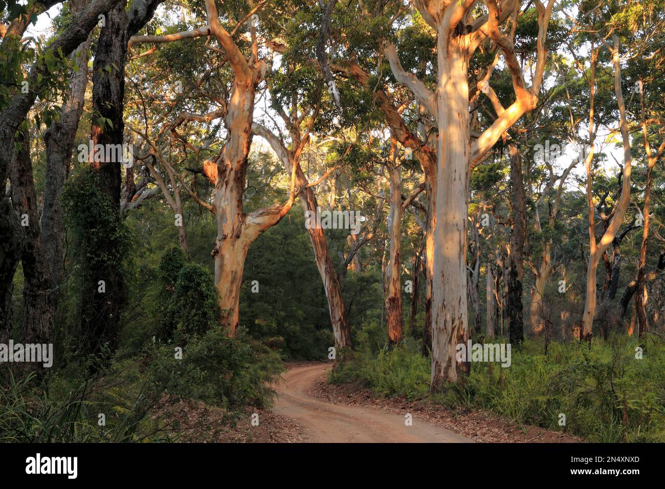Karri trees australia western australia hi-res stock photography and ...