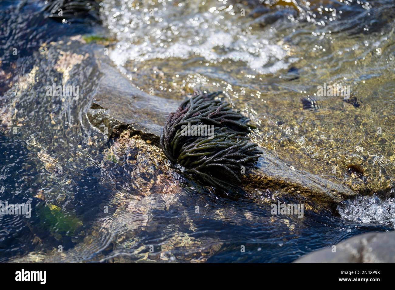 Seaweed and bull kelp growing on rocks in the ocean in australia. Waves ...