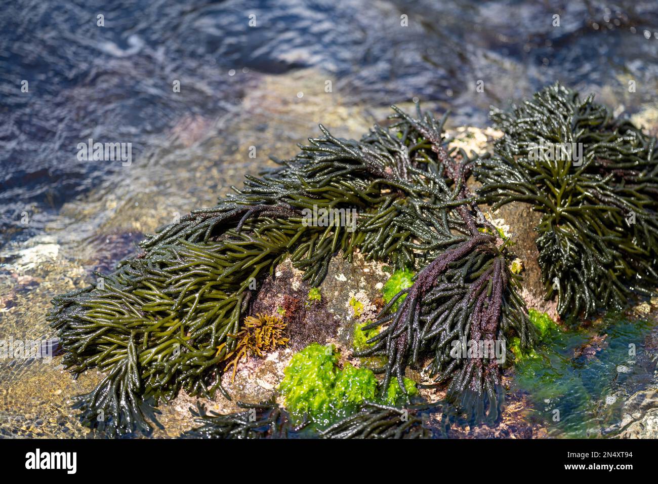 Seaweed and bull kelp growing on rocks in the ocean in australia. Waves ...