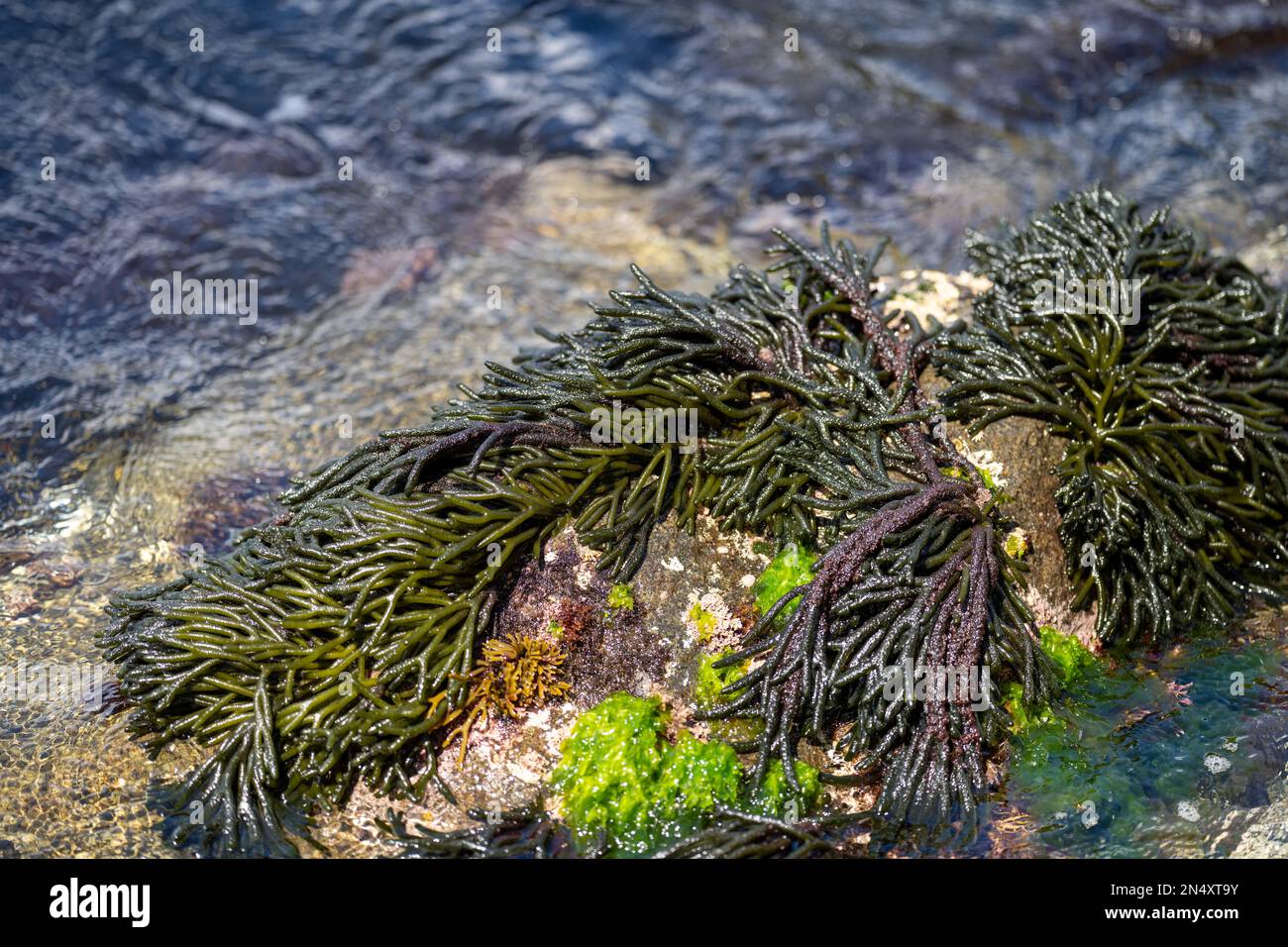 Bull kelp seaweed growing on rocks. Edible sea weed ready to harvest in ...
