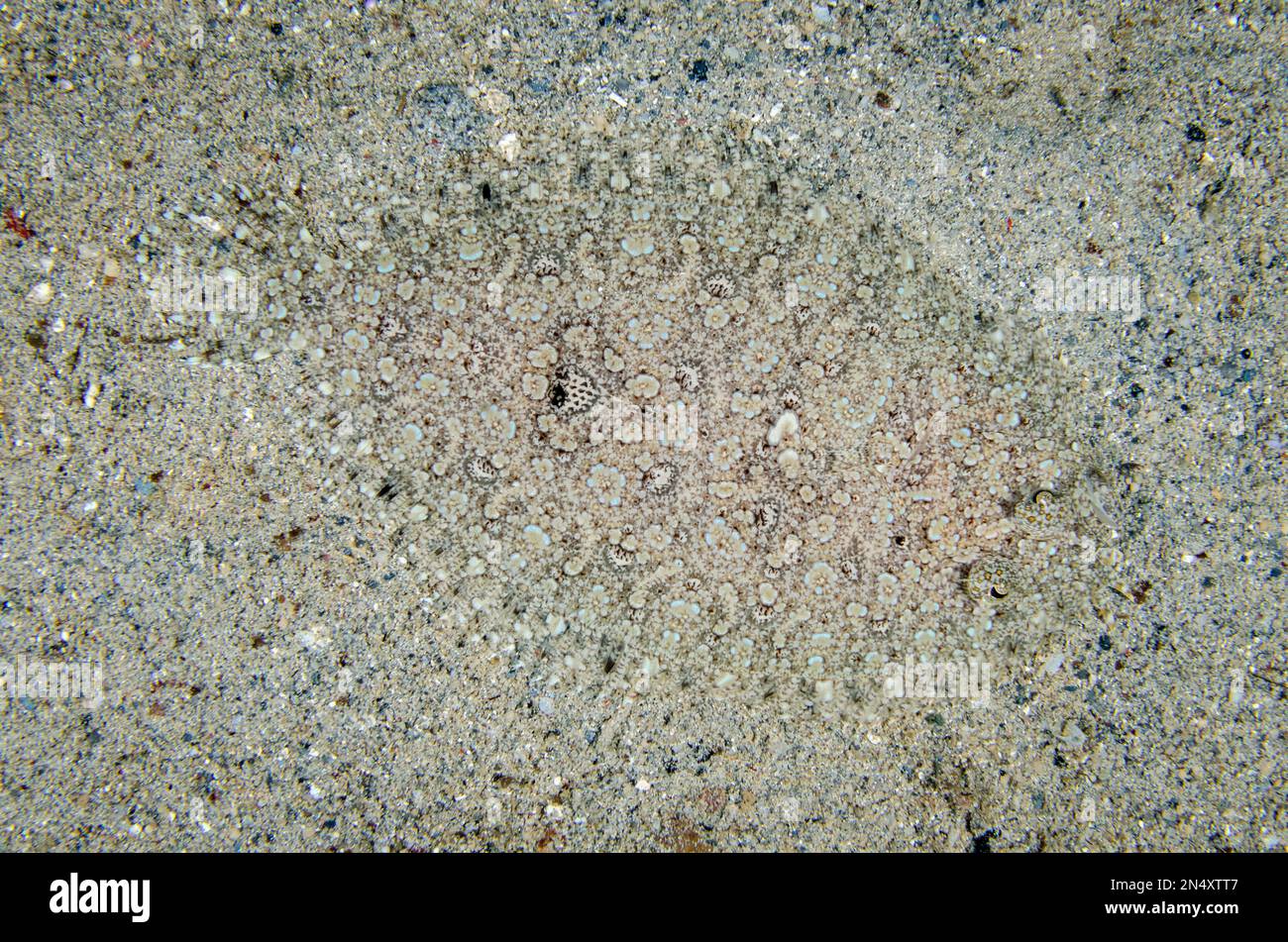 Panther Flounder, Bothus pantherinus, Bothidae Family) camouflaged on ...