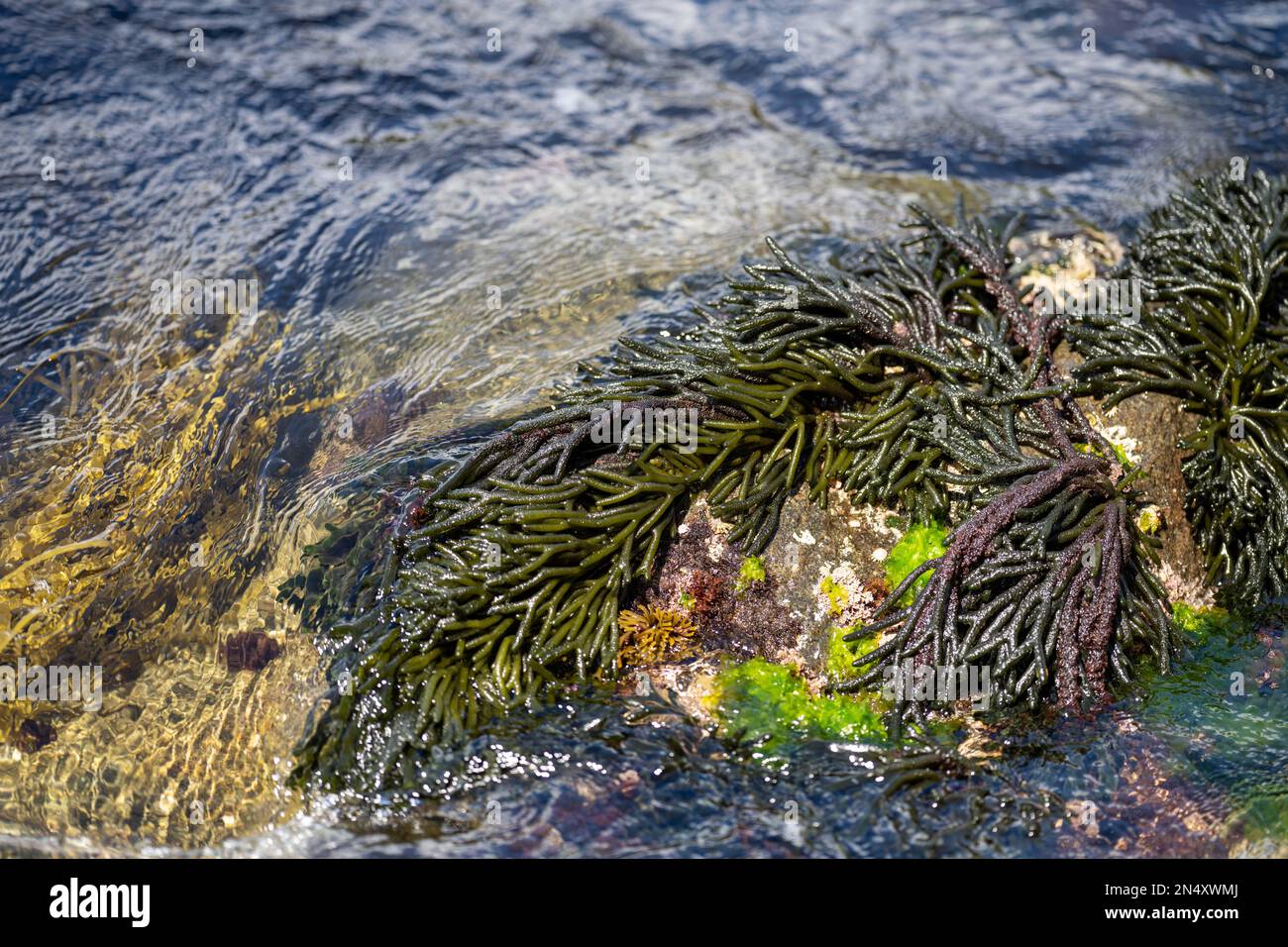 Bull kelp seaweed growing on rocks. Edible sea weed ready to harvest in the ocean on australia ...