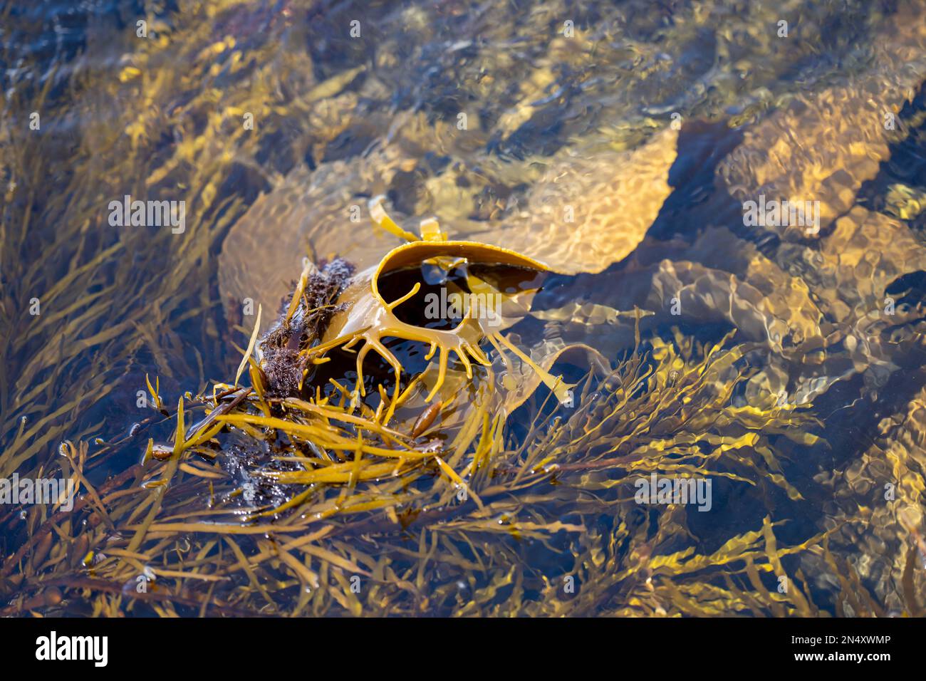 Seaweed and bull kelp growing on rocks in the ocean in australia. Waves ...