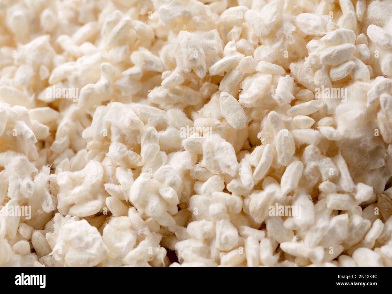 Close-up of rice koji throughout the screen. Koji is fermented rice ...