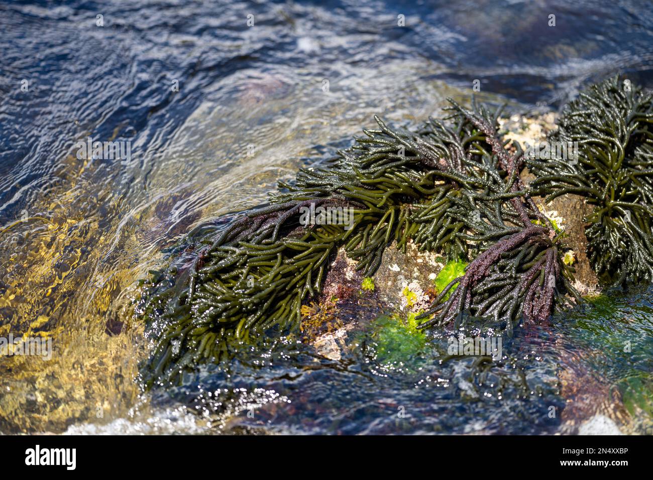 Seaweed and bull kelp growing on rocks in the ocean in australia. Waves ...
