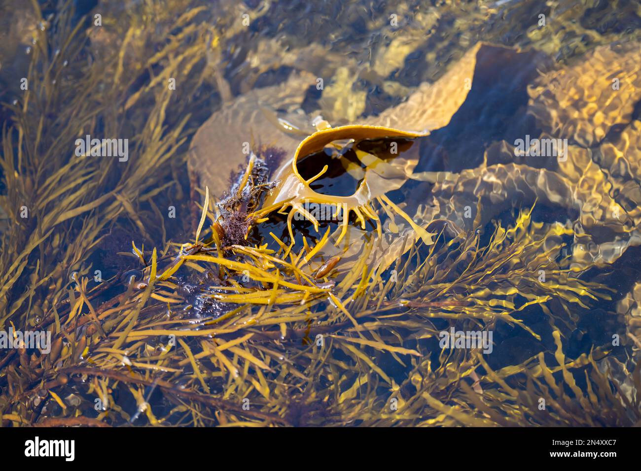 Bull kelp seaweed growing on rocks. Edible sea weed ready to harvest in ...