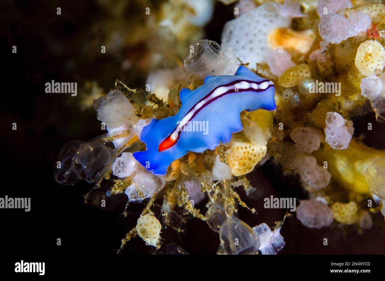 Racing Stripe Flatworm, Pseudoceros bifurcus, Pseudocerotidae Family ...