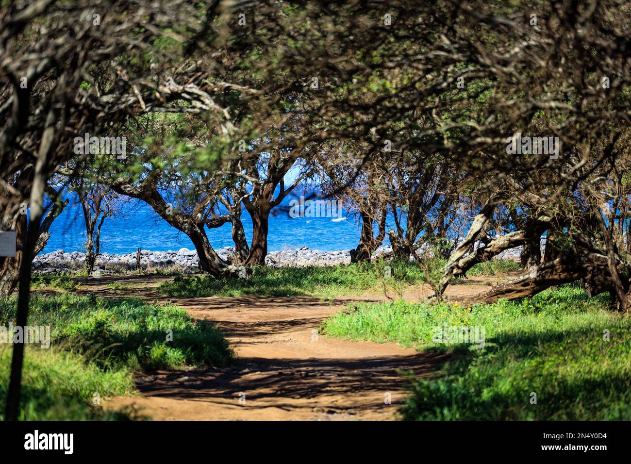 A beautiful scenery of a pathway under the shade with sea in the ...