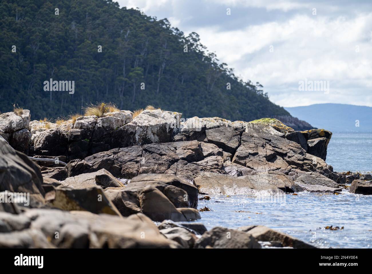 Seaweed and bull kelp growing on rocks in the ocean in australia. Waves ...