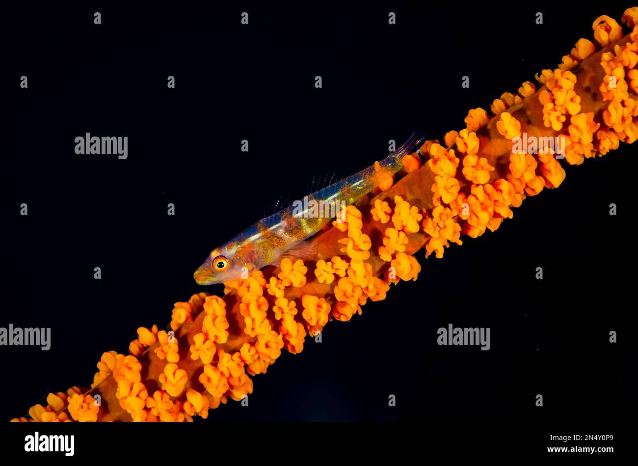 Loki Whip Goby, Bryaninops loki, on Whip Coral, Alcyonacea Order, Batu ...