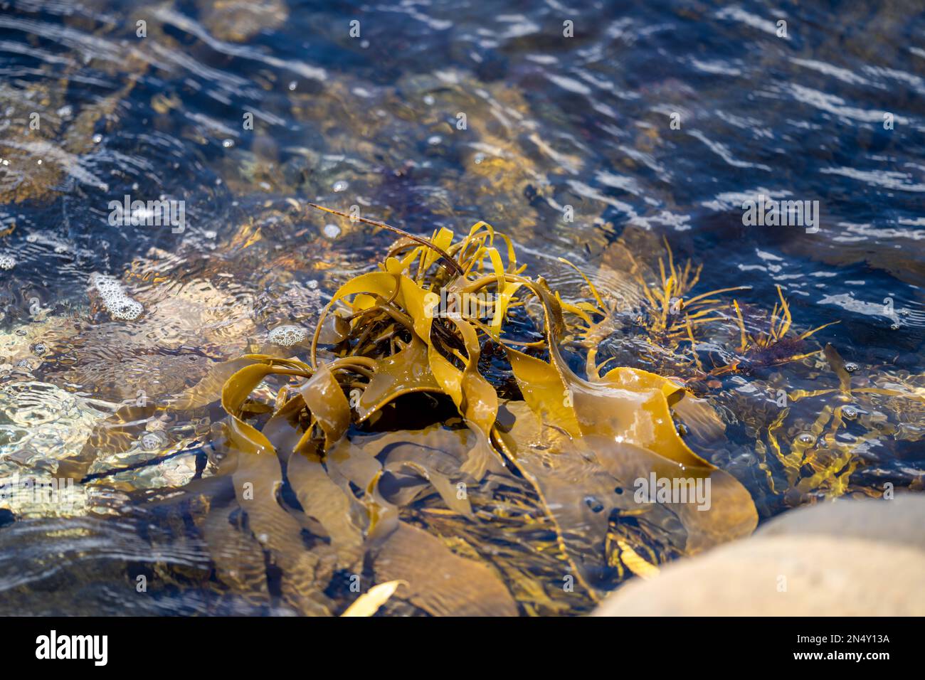 Seaweed and bull kelp growing on rocks in the ocean in australia. Waves ...