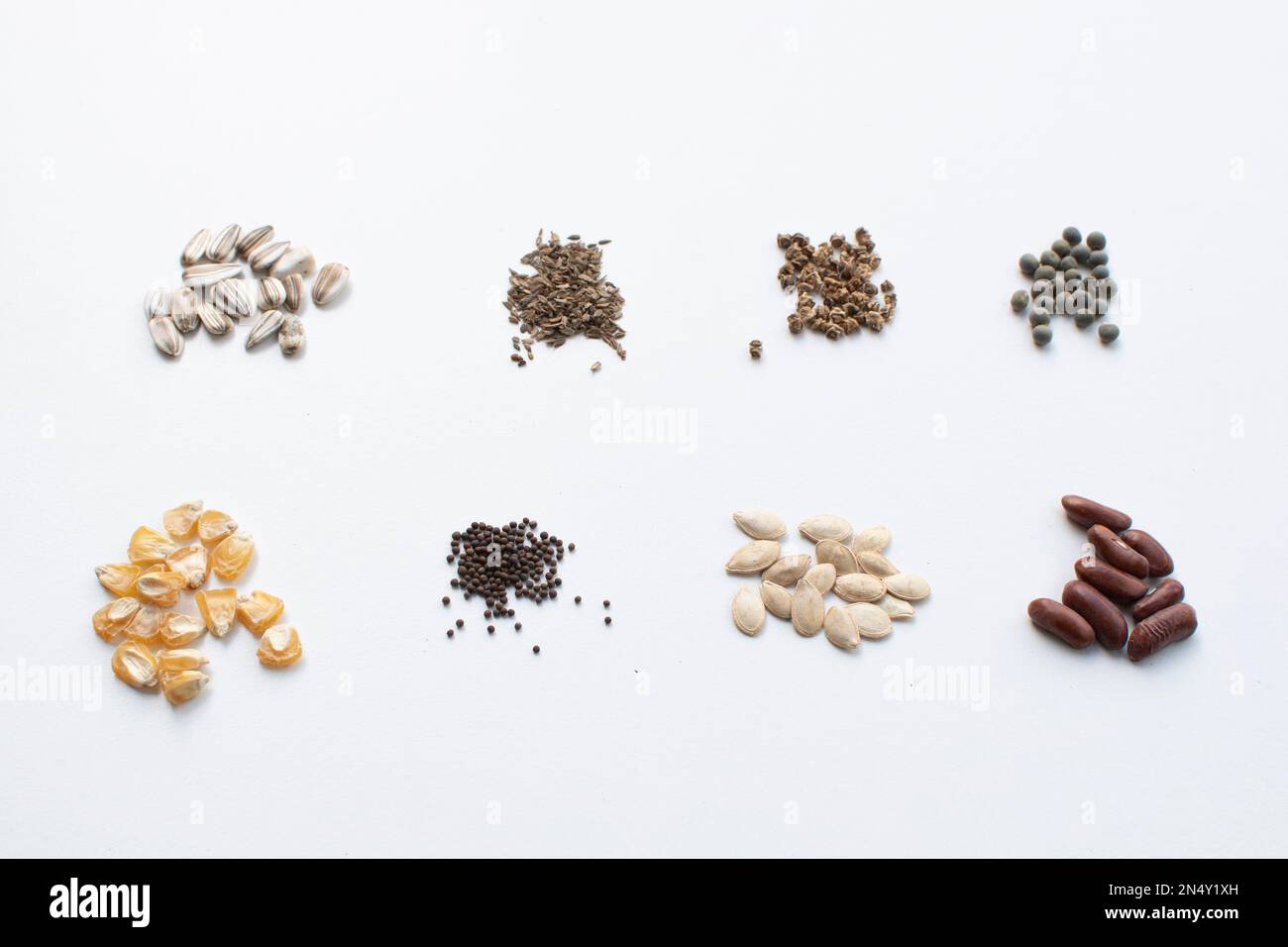 Collection of natural organic seeds isolated on white background Stock ...
