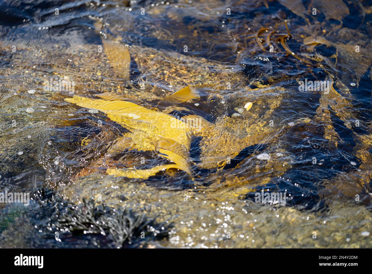 Seaweed and bull kelp growing on rocks in the ocean in australia. Waves ...