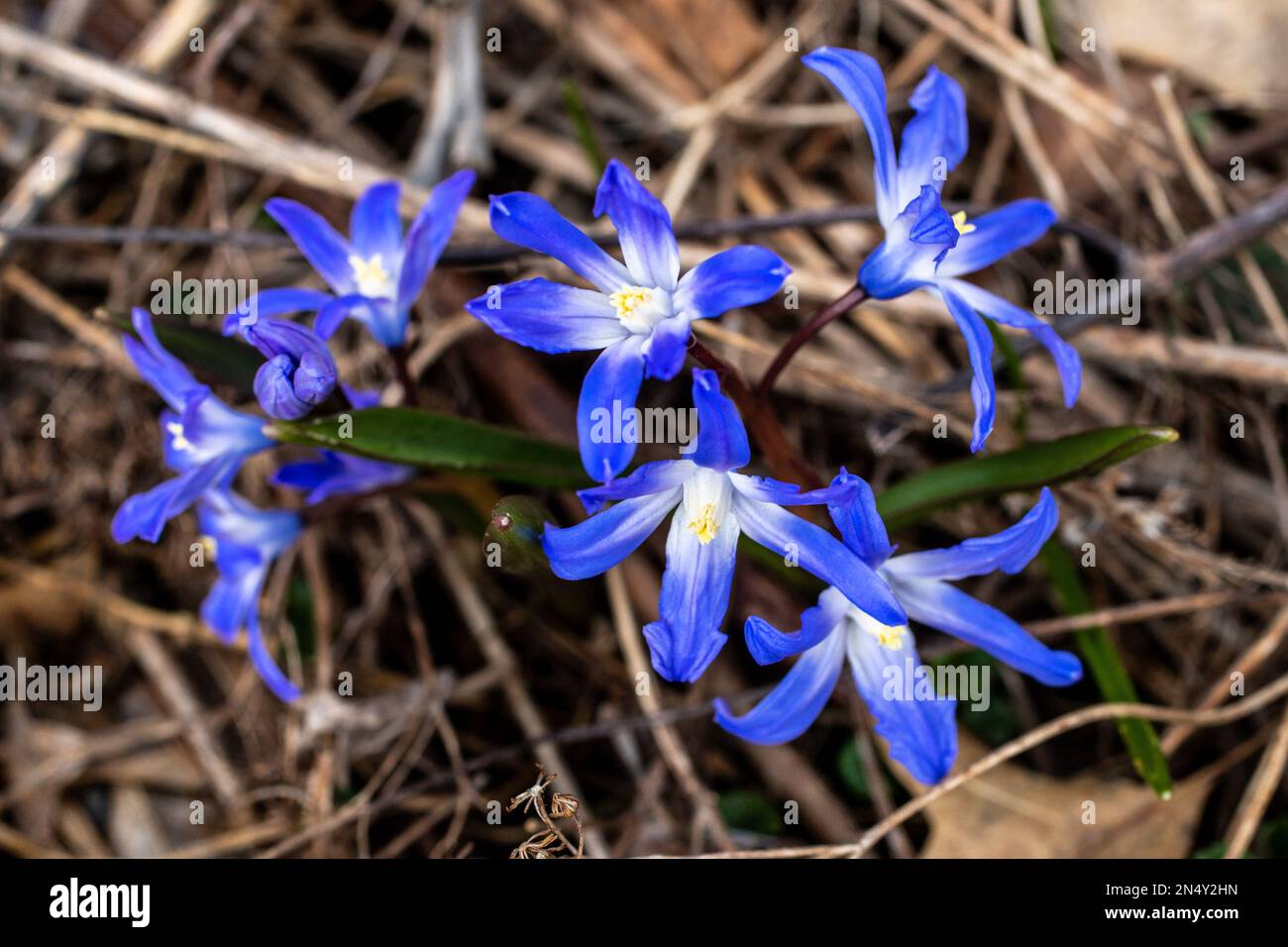 Scilla, Glory of the Snow, early tiny blue flowers that bloom very ...