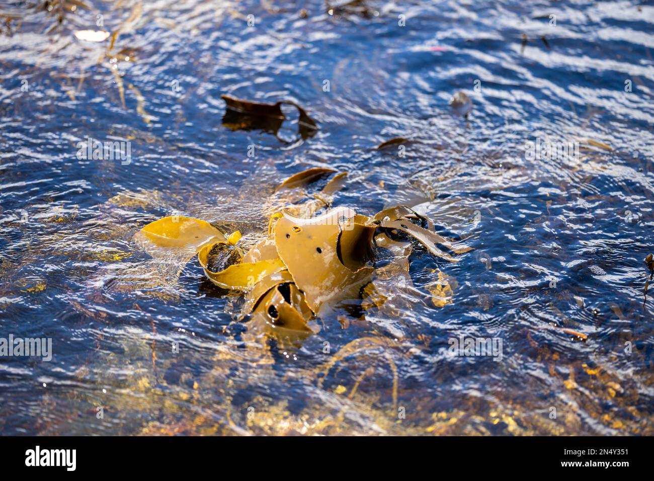 Seaweed and bull kelp growing on rocks in the ocean in australia. Waves ...