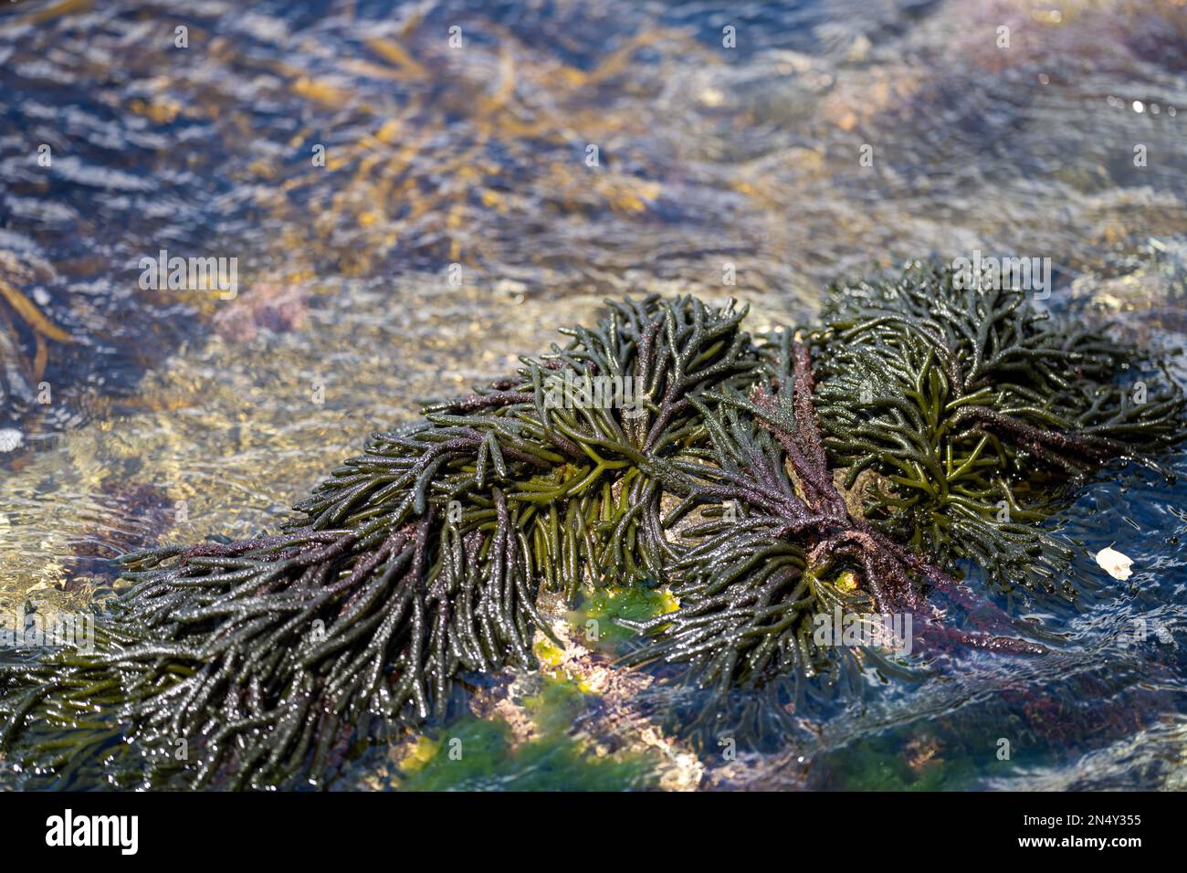 Bull kelp seaweed growing on rocks. Edible sea weed ready to harvest in ...