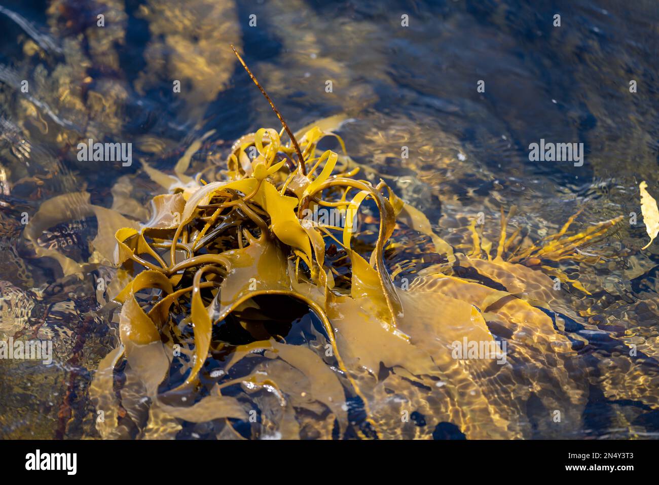 Bull kelp seaweed growing on rocks. Edible sea weed ready to harvest in ...
