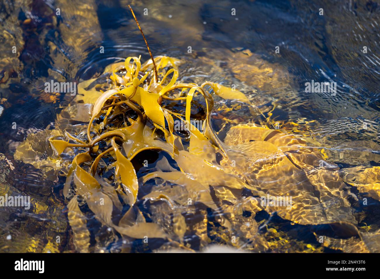 Bull kelp seaweed growing on rocks. Edible sea weed ready to harvest in ...