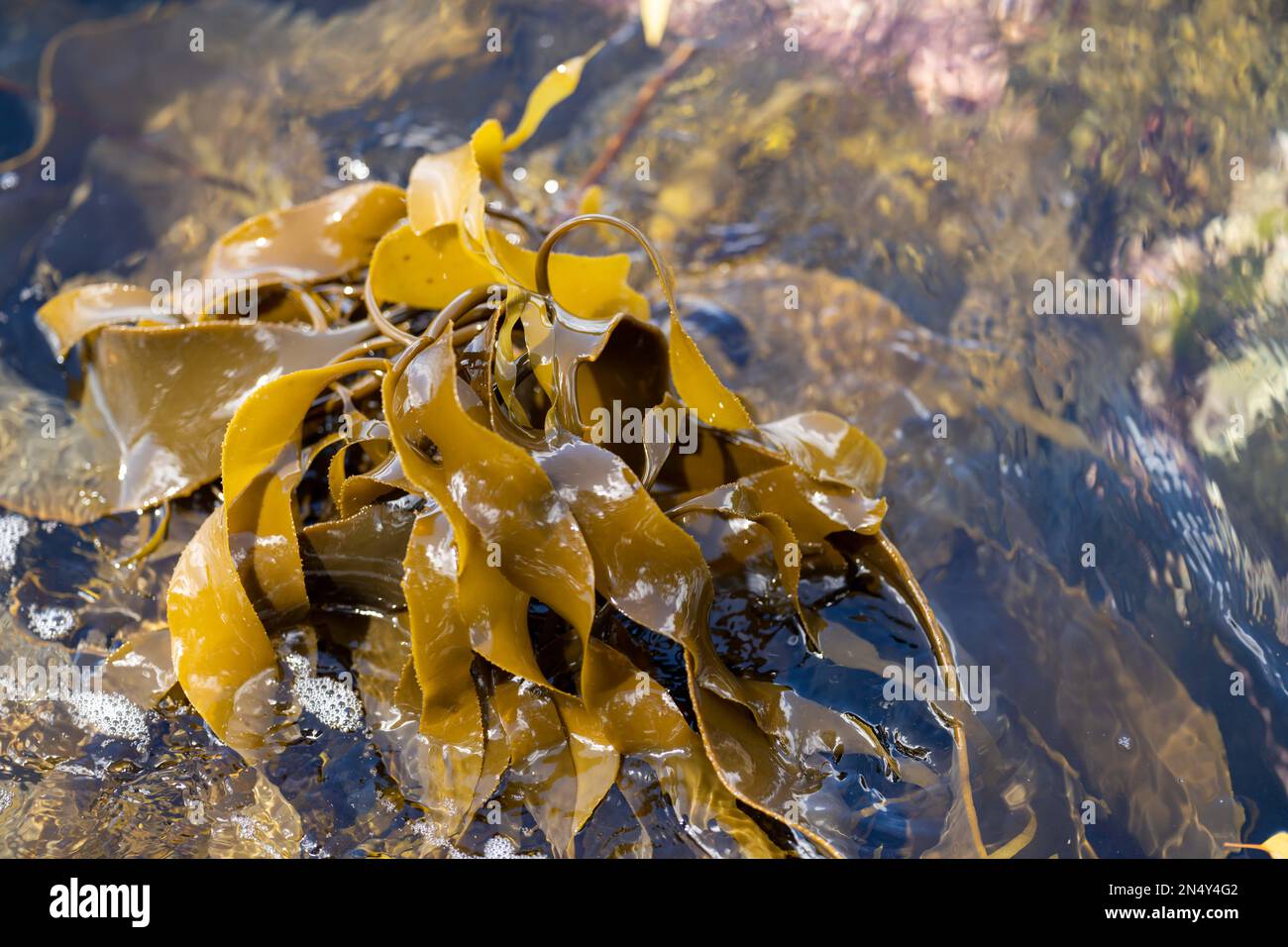 Seaweed and bull kelp growing on rocks in the ocean in australia. Waves ...