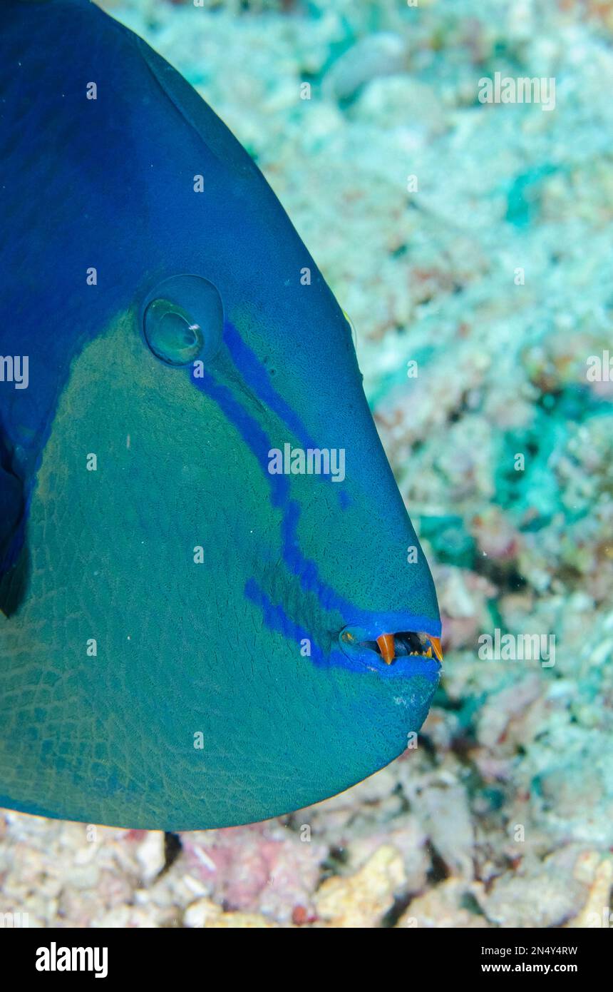 Redtooth Triggerfish, Odonus niger, Tanjung Usi 1 dive site, Bangka ...