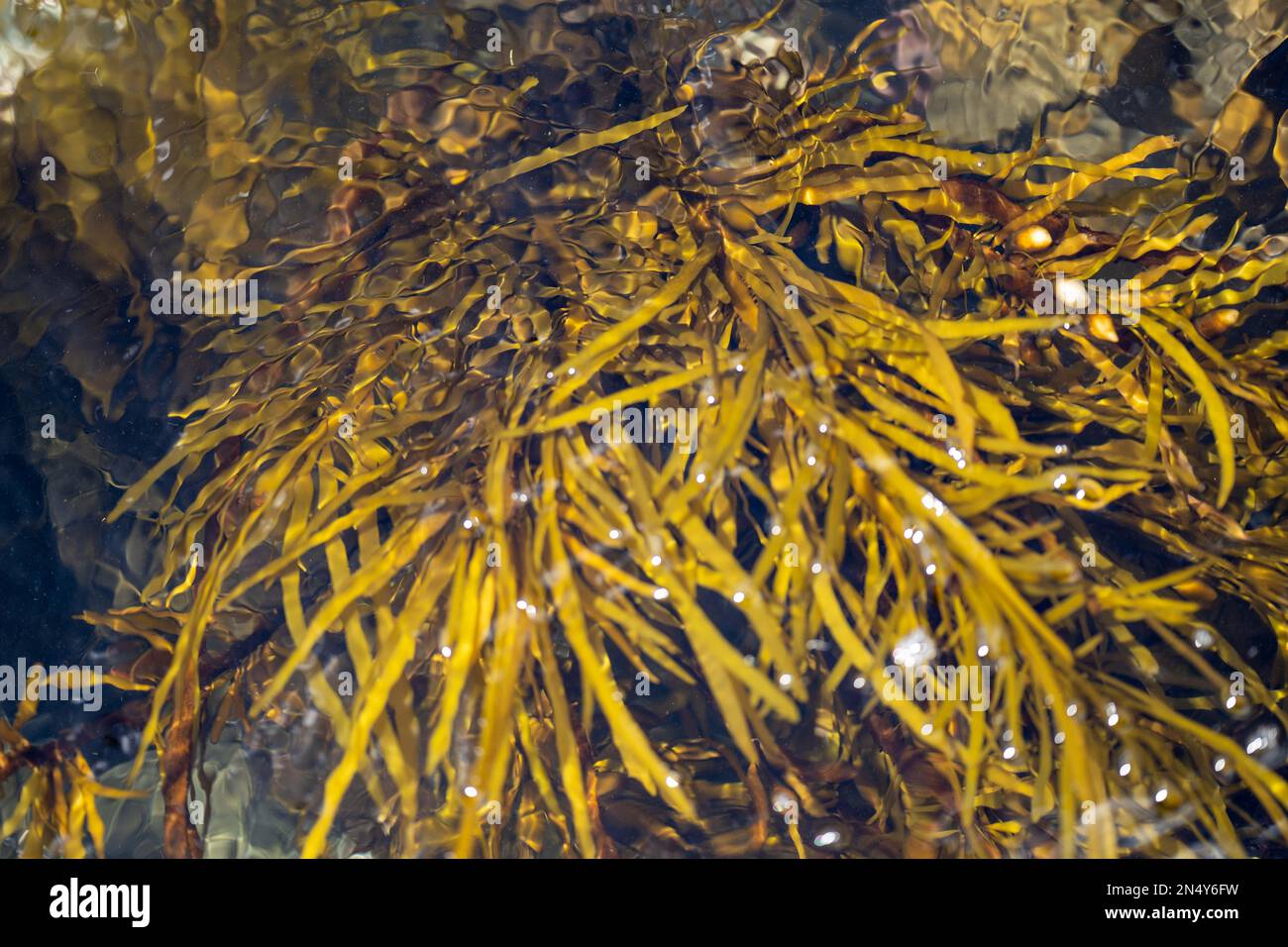 Seaweed and bull kelp growing on rocks in the ocean in australia. Waves ...
