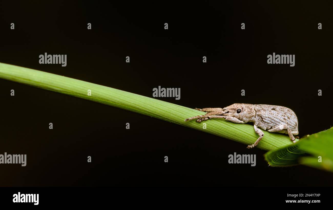 White beetle weevil resting on a green leaf and in morning and dark ...
