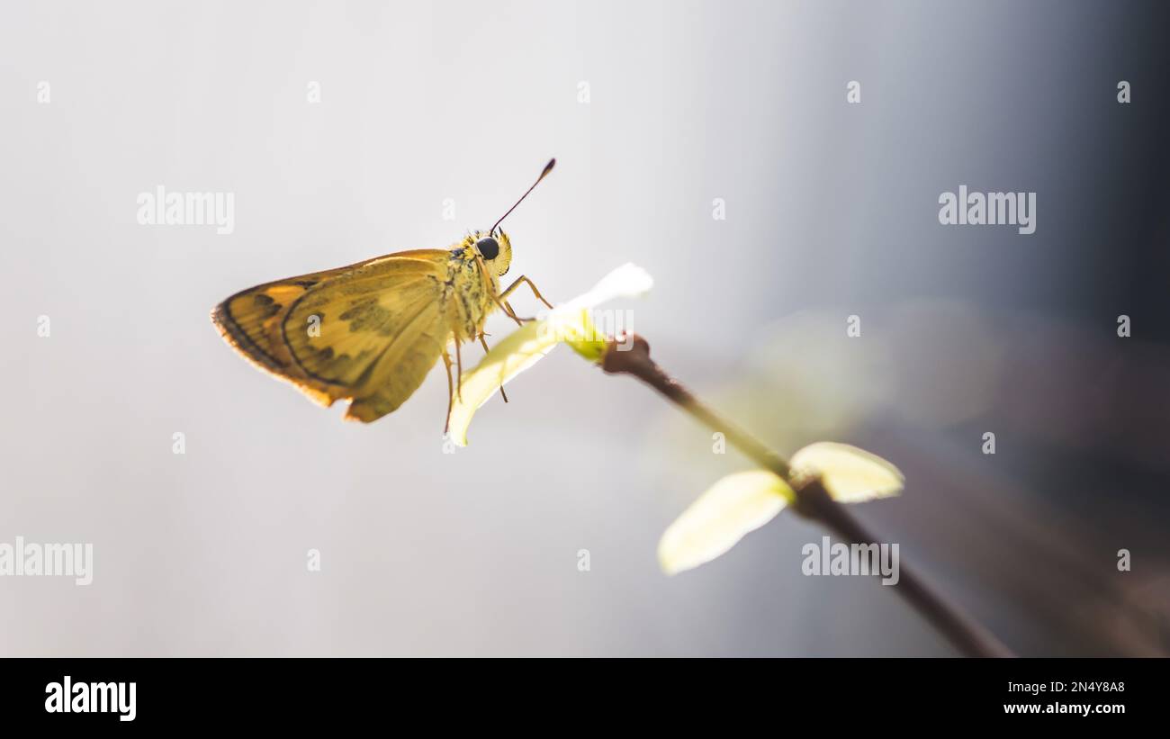 A beautiful yellow skipper butterfly (Thymelicus lineola) on green leaf ...