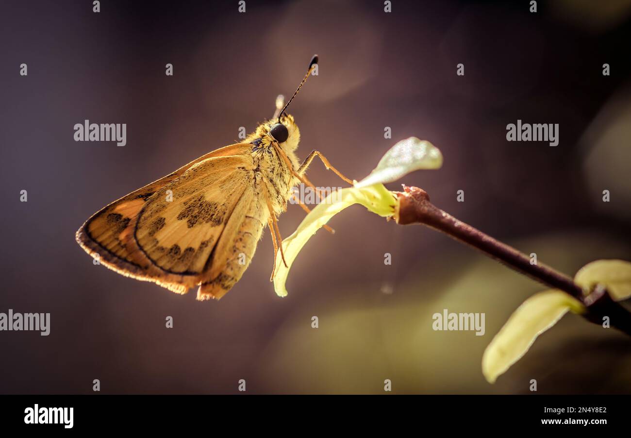 A beautiful yellow skipper butterfly (Thymelicus lineola) on green leaf ...