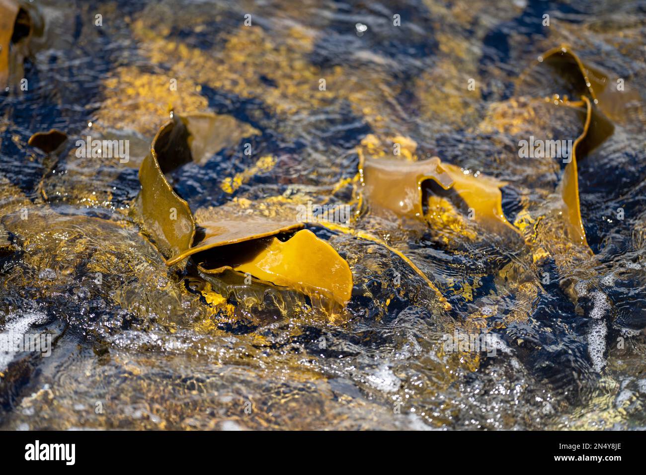Seaweed and bull kelp growing on rocks in the ocean in australia. Waves ...