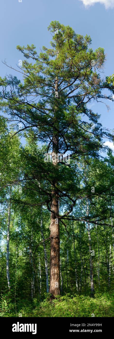 Yakut life hi-res stock photography and images - Alamy