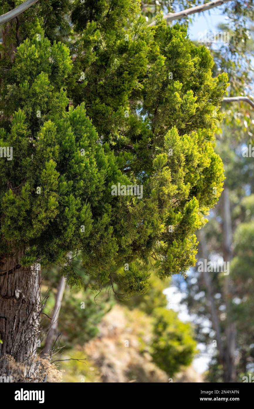 farm surrounded by over a plantation of trees, in a forestry farm, in ...