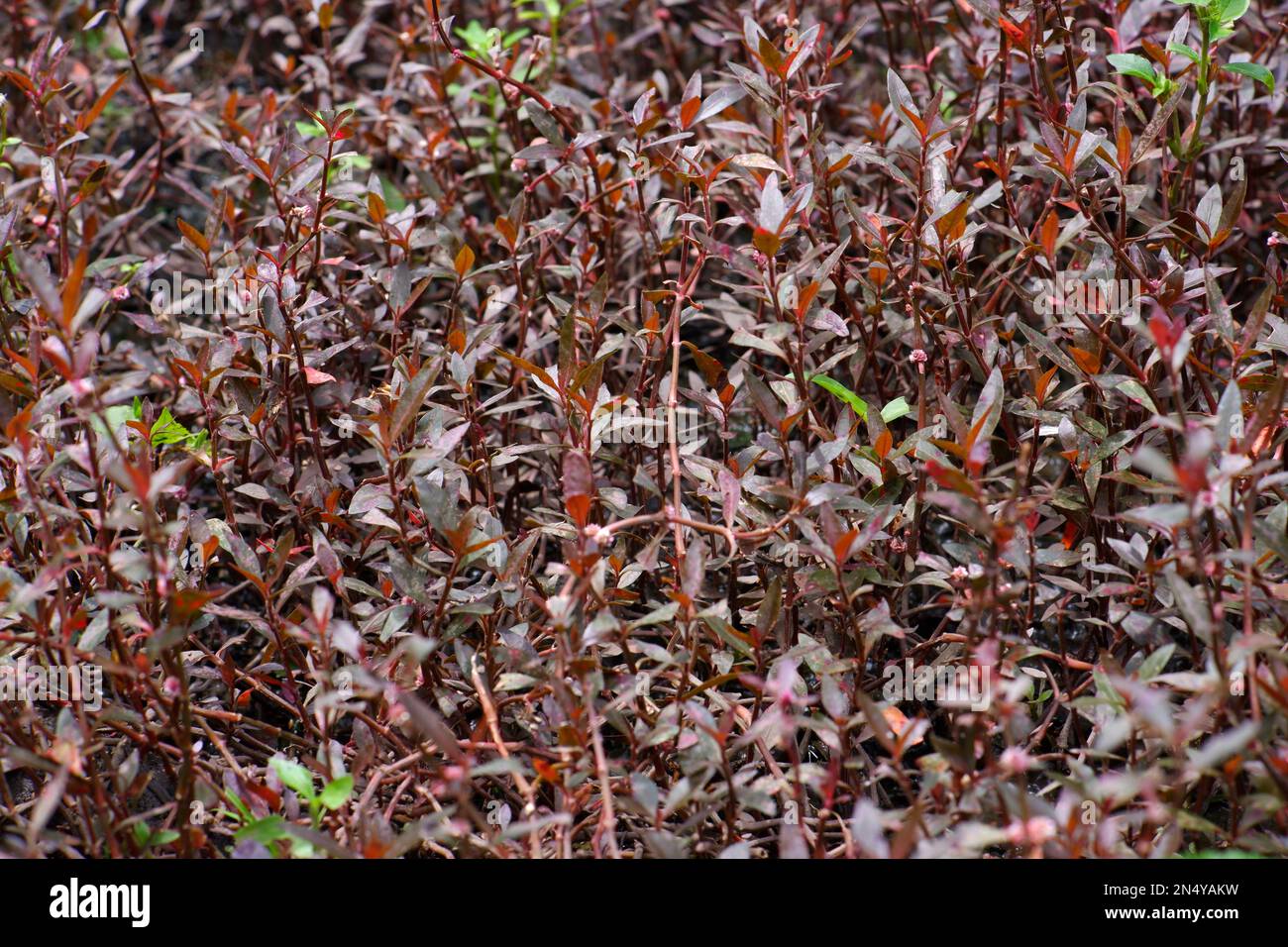 Joseph's Coat Weed Plant Purple Leaves, Growing Covering The Ground, In ...