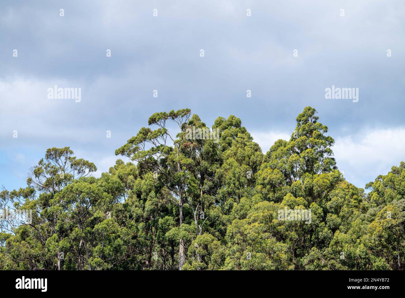 farm surrounded by over a plantation of trees, in a forestry farm, in ...