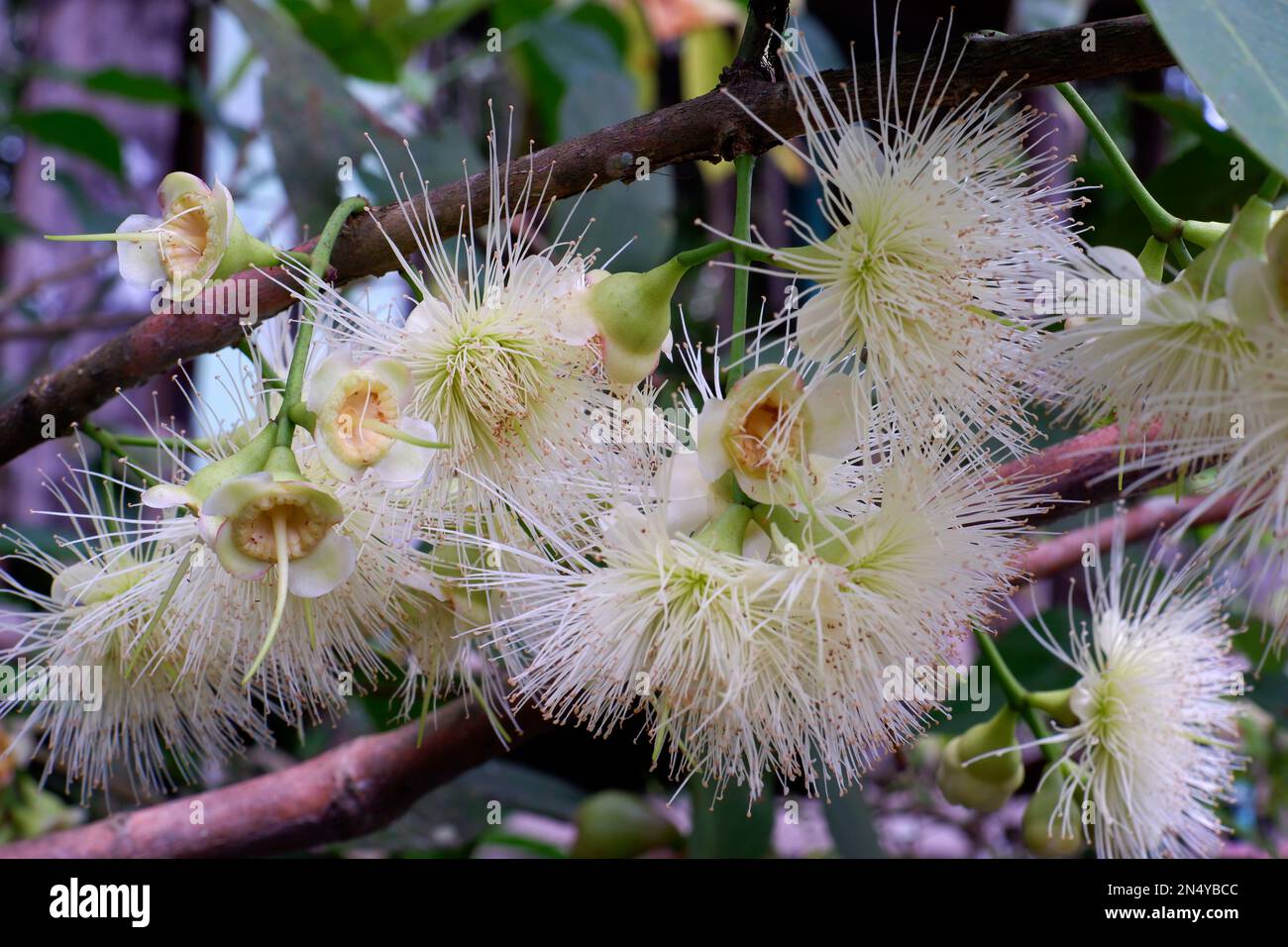 Pure White Water Guava Flowers On Tree Branches, In The Village Of Belo ...