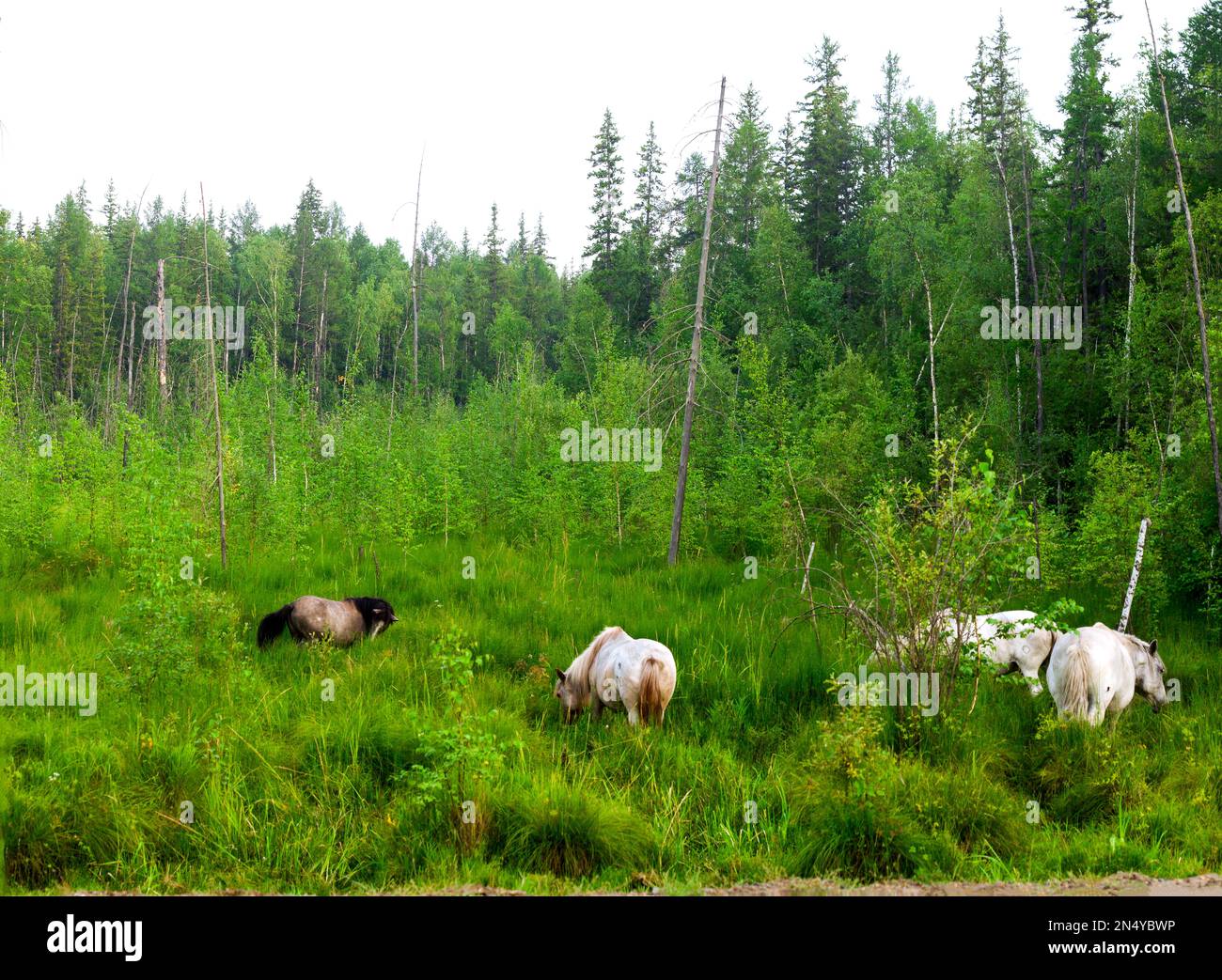 A small herd of Yakut horses in the high grass of the swamp near the ...