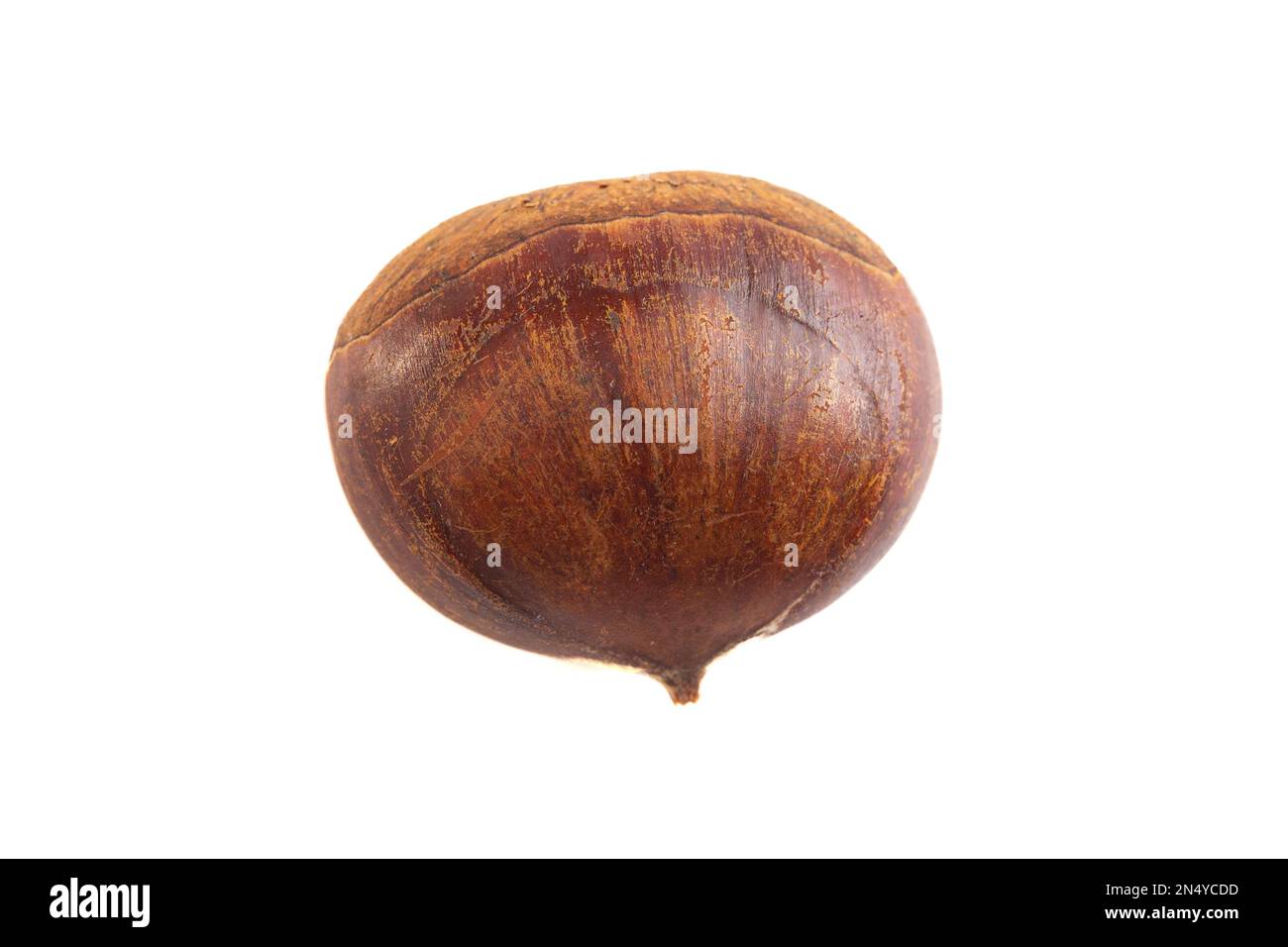 Whole chestnut hi-res stock photography and images - Alamy