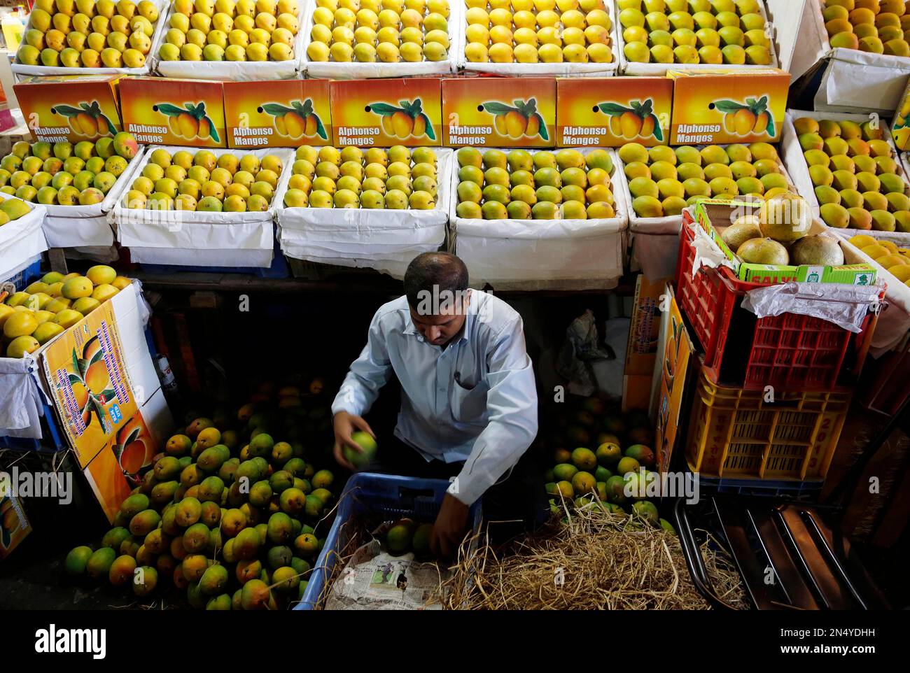 An Indian shopkeeper arranges mangoes at his shop in a fruit market in ...