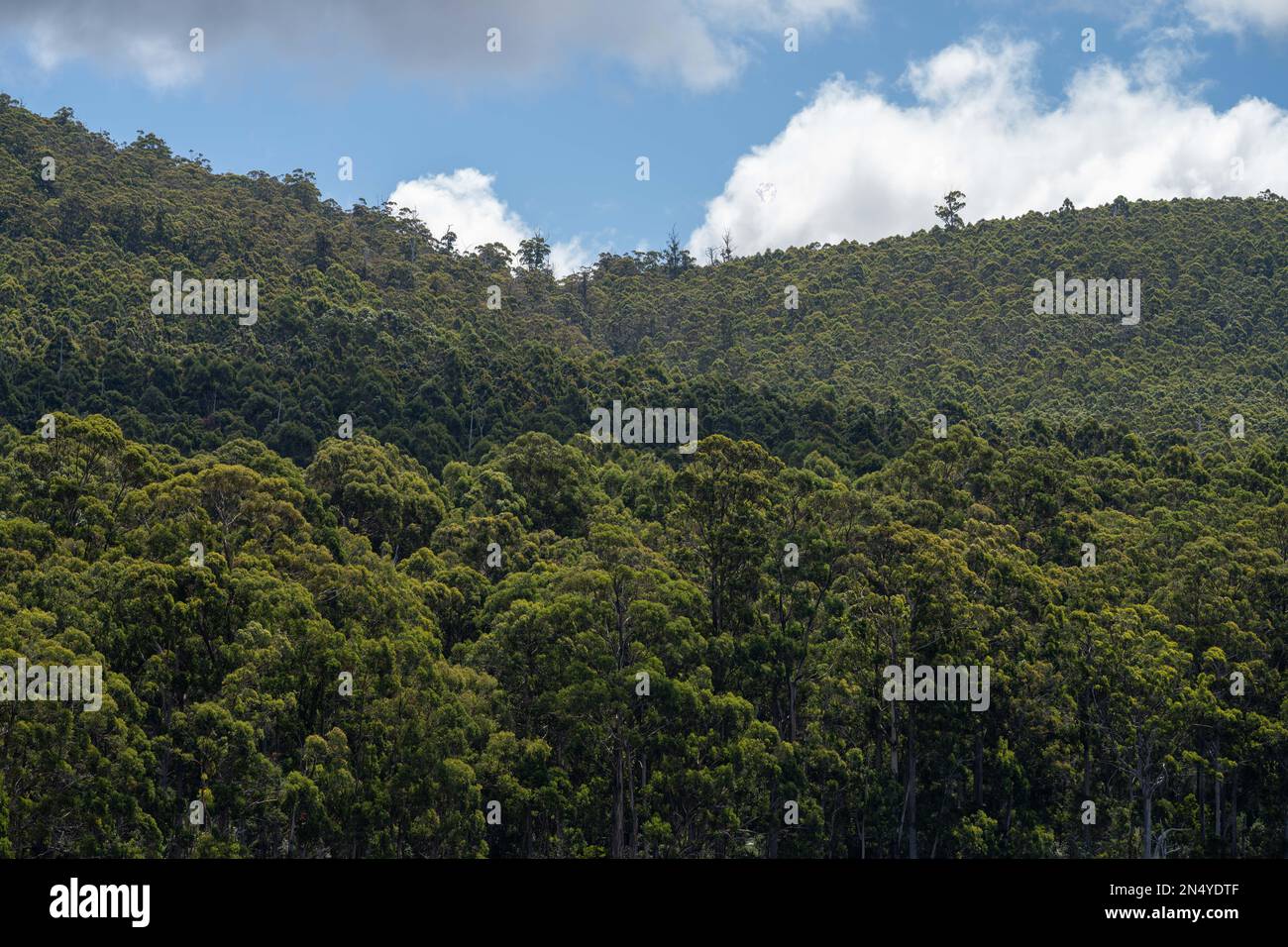 Palm oil forest ghana hi-res stock photography and images - Alamy