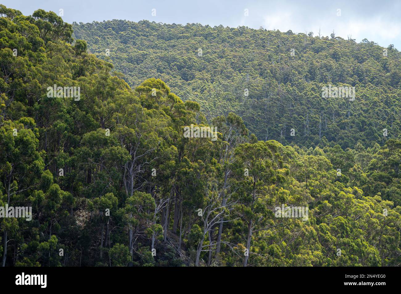 Palm oil forest ghana hi-res stock photography and images - Alamy