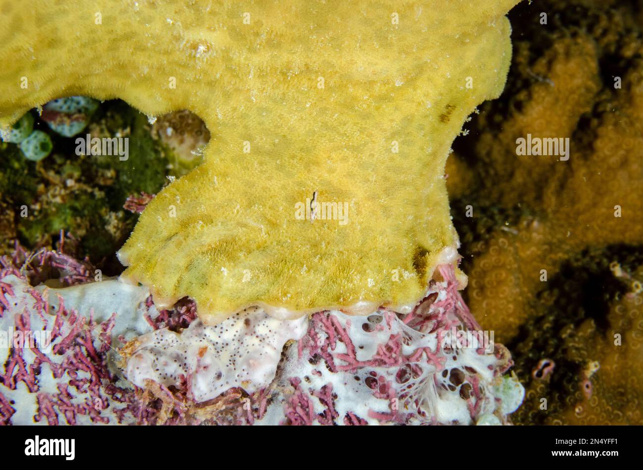 Fin of Giant Frogfish, Antennarius commersonii, Demak dive site, Bangka ...