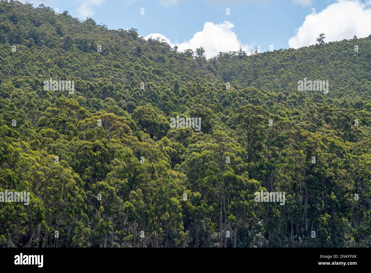 farm surrounded by over a plantation of trees, in a forestry farm, in ...