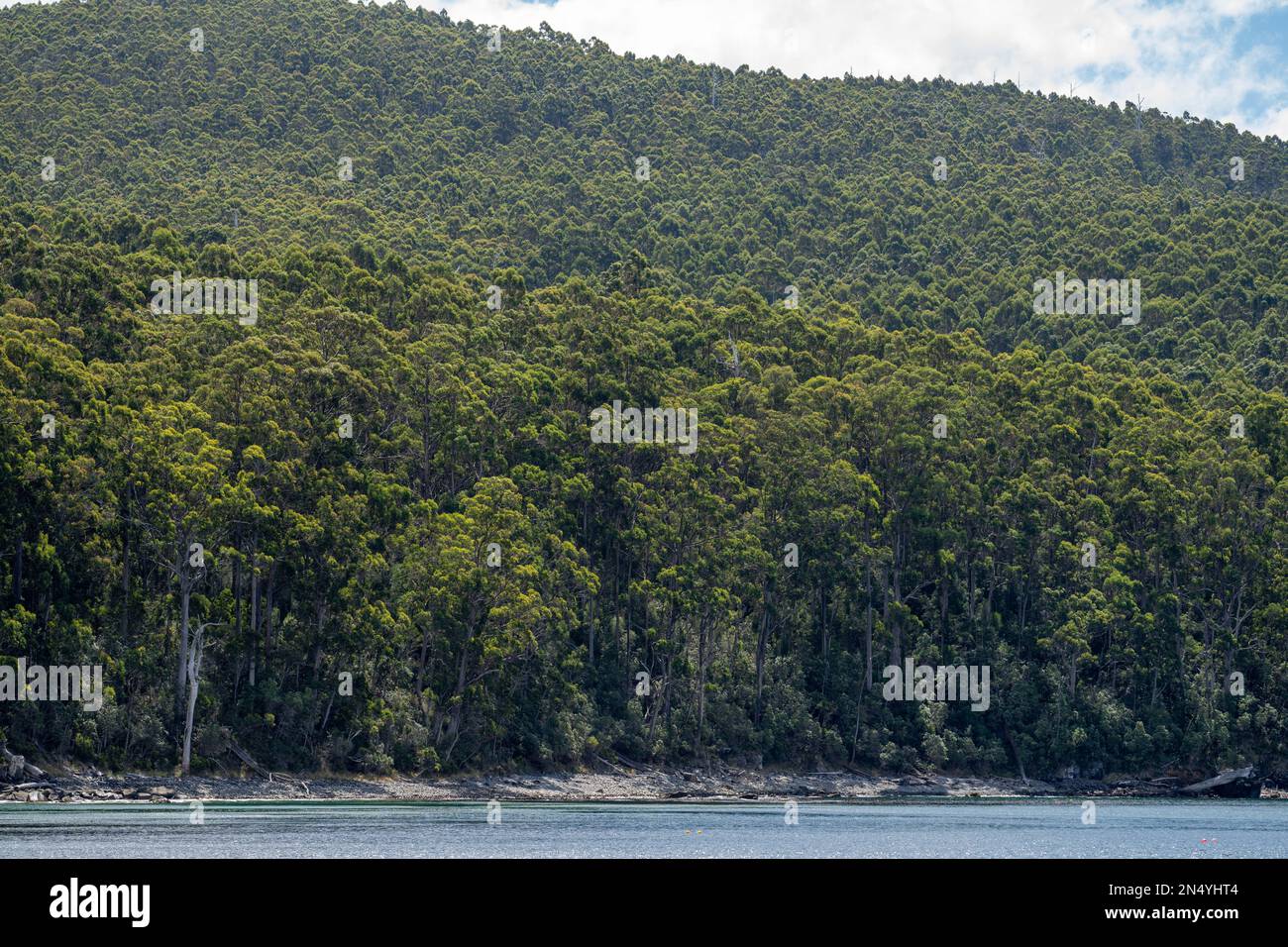 farm surrounded by over a plantation of trees, in a forestry farm, in ...